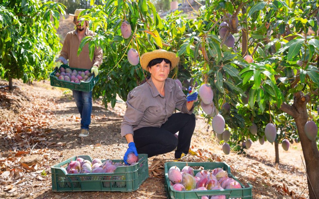 Navigating the Export Process: A Guide for Mango Farmers and Exporters ...